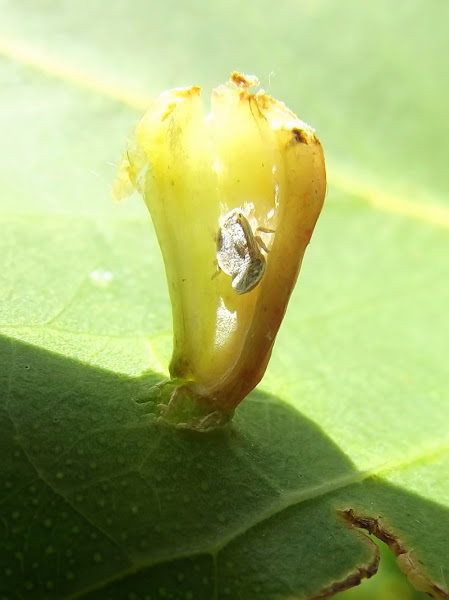 Gall forming psyllid | Project Noah