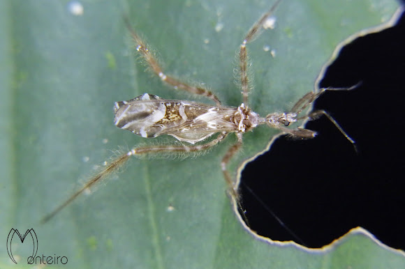 Thread legged assassin bug | Project Noah