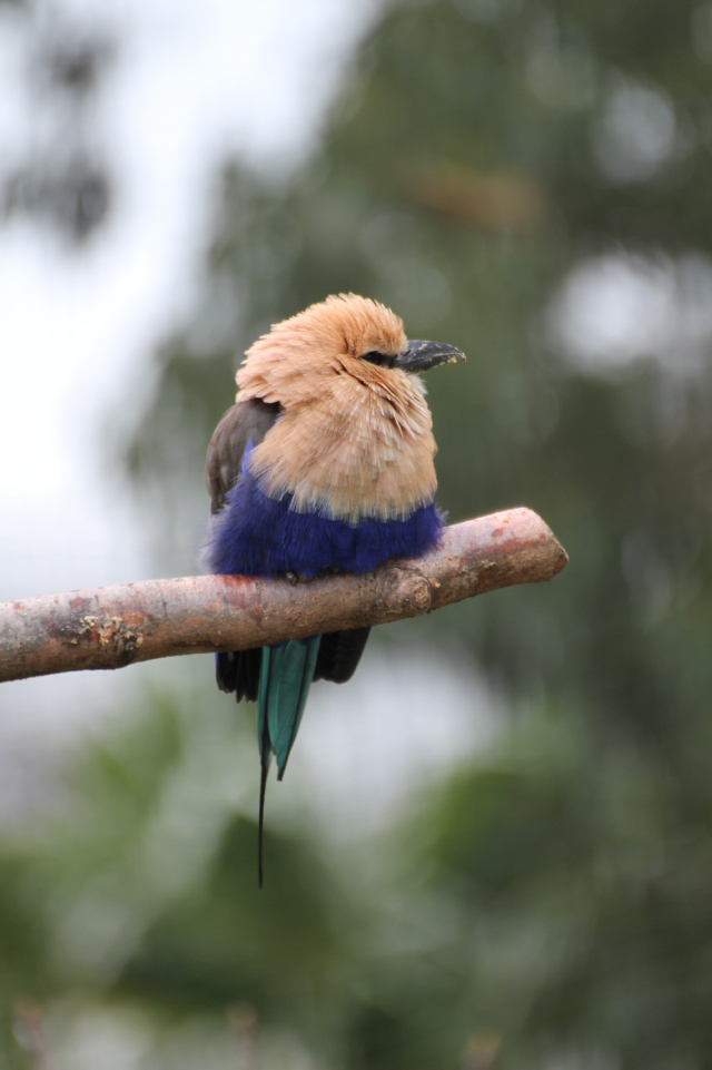 Blue-bellied Rollers | Project Noah
