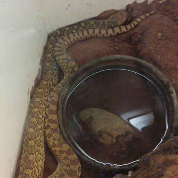 Gopher snake | Project Noah