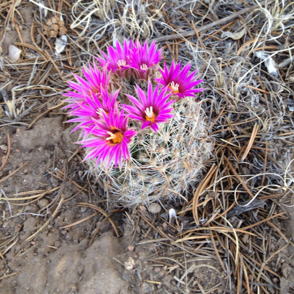 Beehive cactus | Project Noah