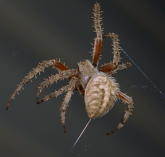 Labyrinthine Orb Weaver | Project Noah