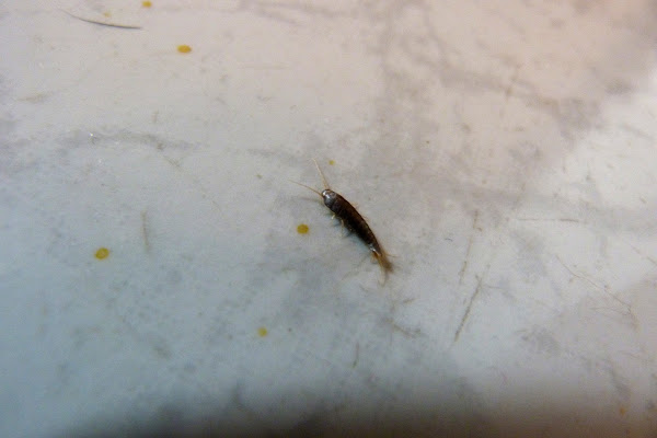 Silverfish | Project Noah