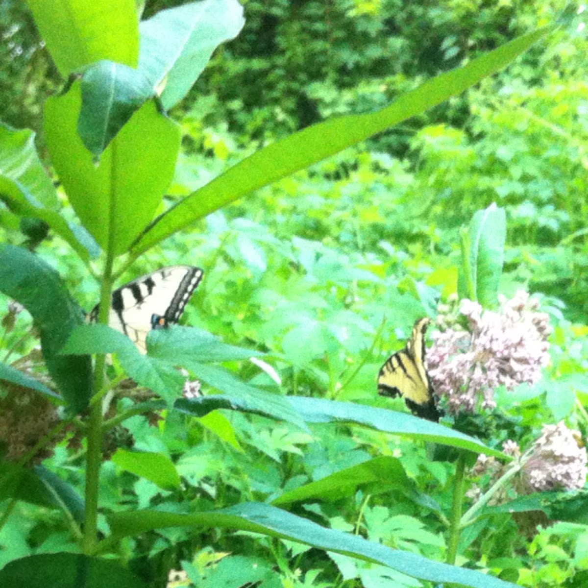 eastern tiger swallowtail | Project Noah