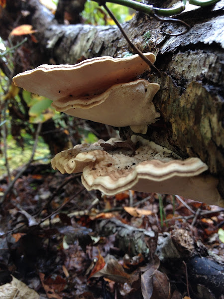 Unknown Polypore | Project Noah