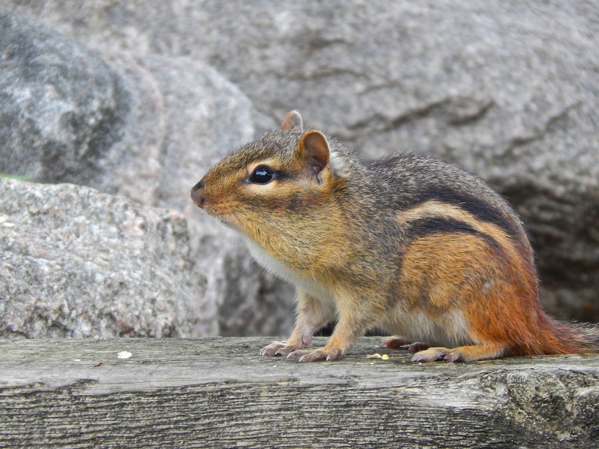 Eastern Chipmunk | Project Noah