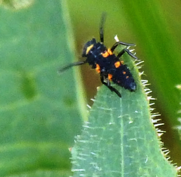 Third instar Larva of Convergent Ladybug | Project Noah
