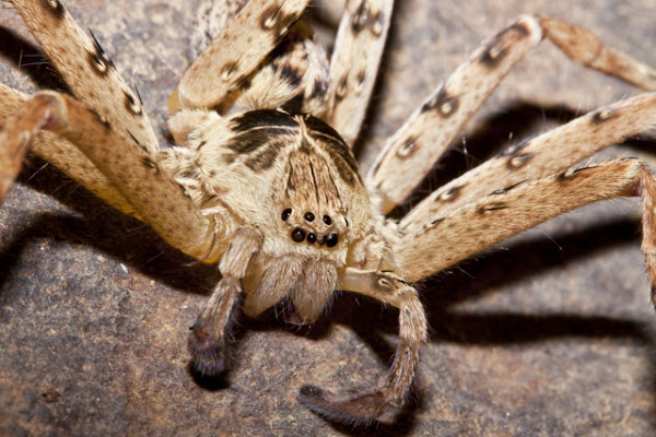 Huntsman spider | Project Noah