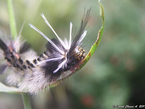 Tiger moth caterpillar | Project Noah