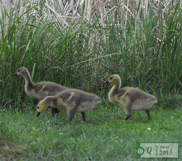 Canada Goose | Project Noah