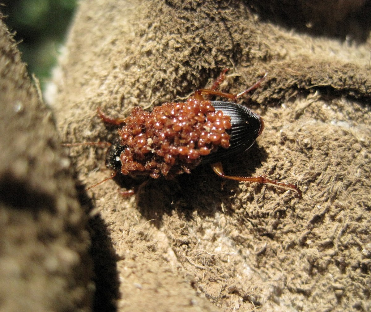 Pennsylvania Dingy Ground Beetle with Phoretic Mites | Project Noah