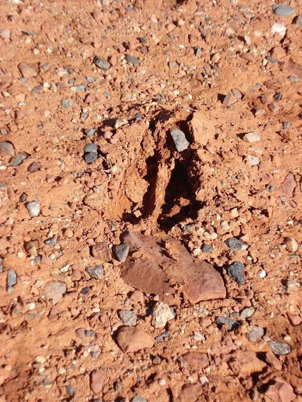 Javelina Tracks | Project Noah