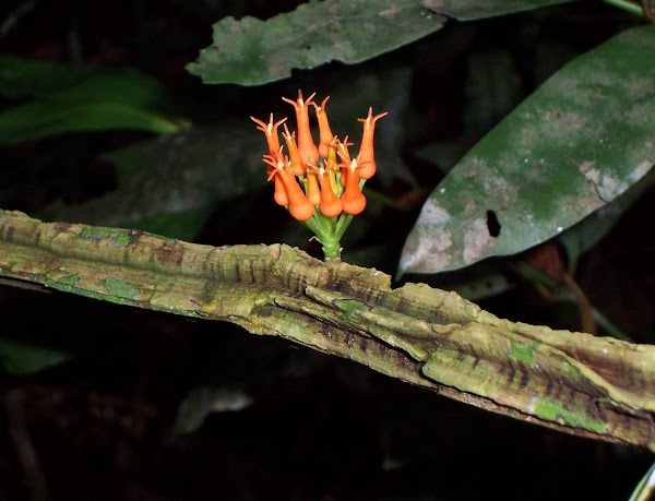 Gurania inflorescence | Project Noah