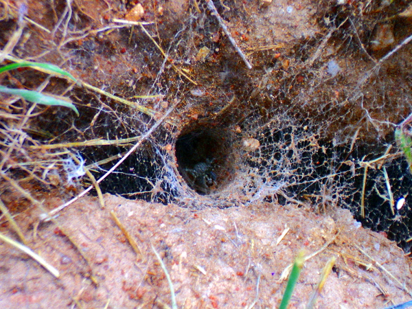 Hacklemesh Weaver | Project Noah