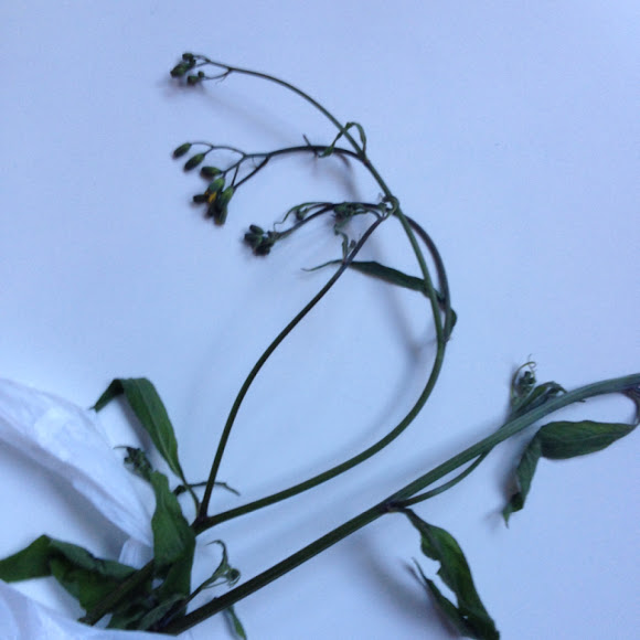 Spotting | Project Noah