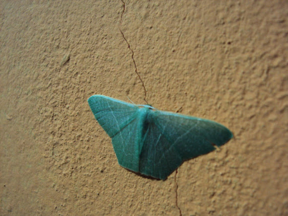 Emerald Moth | Project Noah