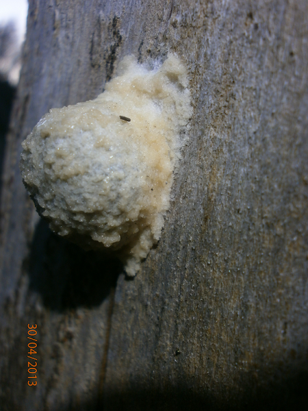The False Puffball? | Project Noah