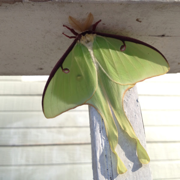 Luna Moth | Project Noah