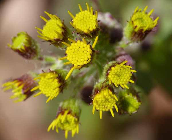 Ragwort | Project Noah