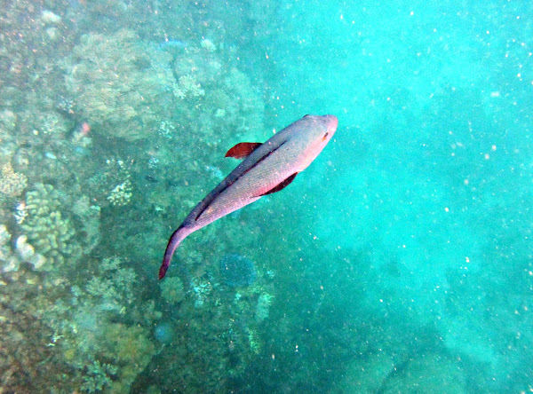 Two-spot Red Snapper | Project Noah