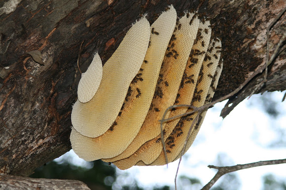 Cape Honey Bee | Project Noah