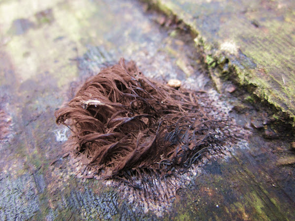 Chocolate tube slime mold (hairy stemonitis) | Project Noah
