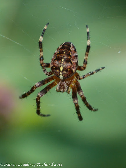 Garden spider (juvenile female) | Project Noah