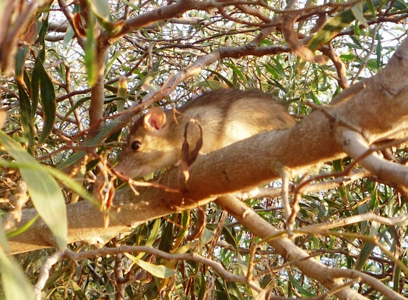 Rata parda (juvenil) | Project Noah