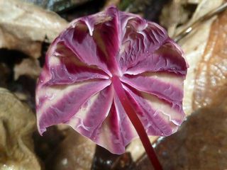 Hongo | Project Noah