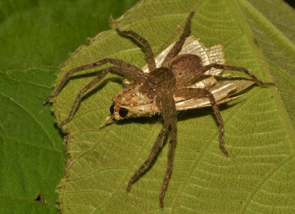 Spider | Project Noah