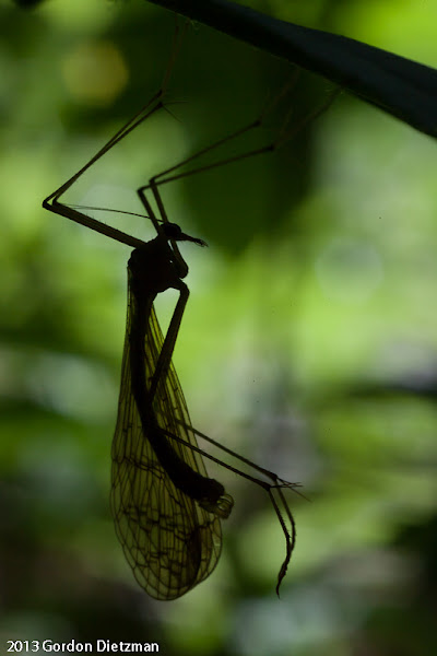 Hangingfly | Project Noah