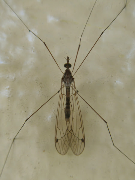 Large Crane Fly | Project Noah