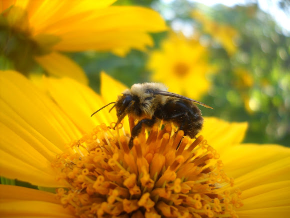 bumble bee | Project Noah