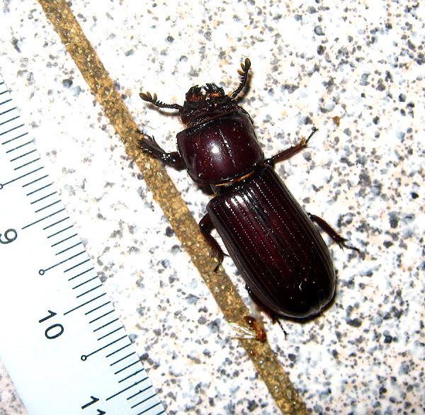 Passalid Beetle | Project Noah