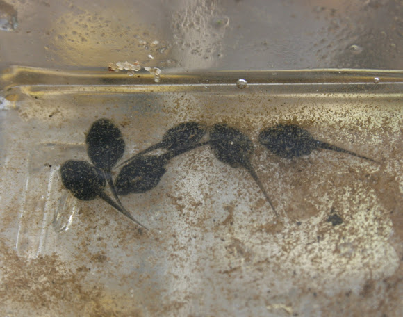 Fowler's Toad (tadpoles) | Project Noah