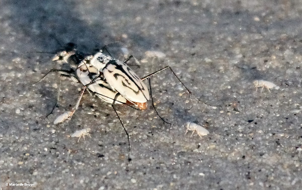 Sand fly | Project Noah