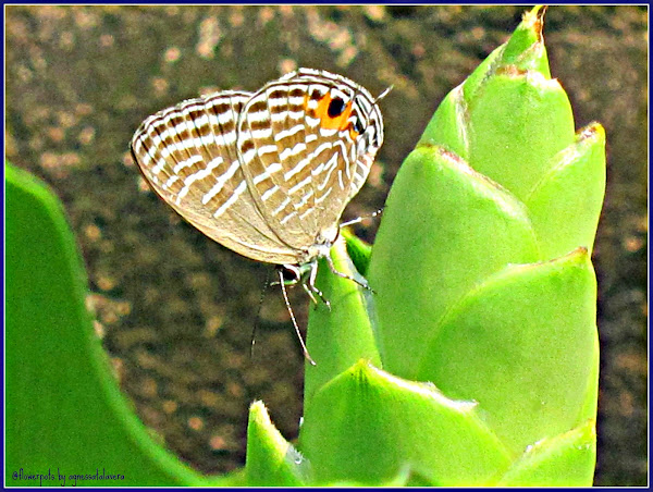 Metallic Cerulean | Project Noah