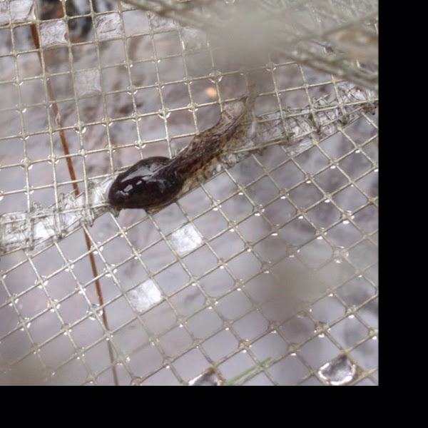 Ranid Tadpole | Project Noah