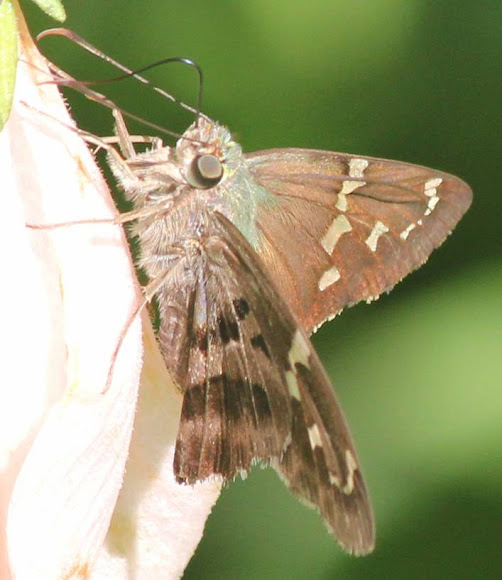 Green Skipper | Project Noah