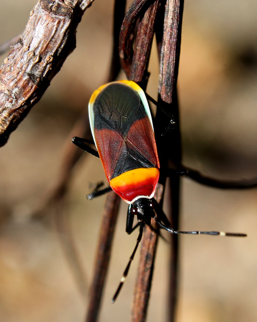 Harlequin Bug | Project Noah