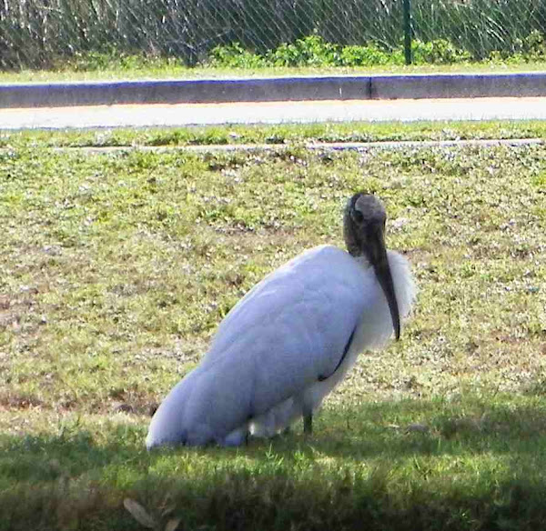 Wood Stork | Project Noah