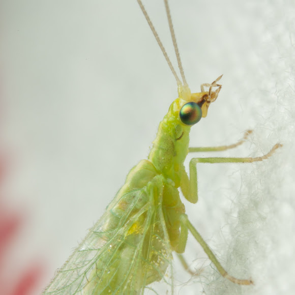 Common Green Lacewing | Project Noah