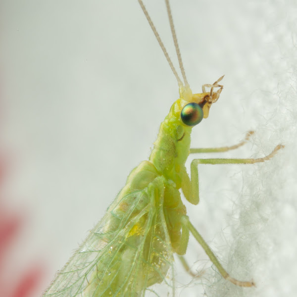 Common Green Lacewing | Project Noah
