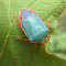 Turquoise Shield Bug | Project Noah