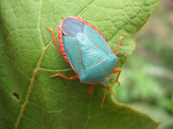 Turquoise Shield Bug | Project Noah