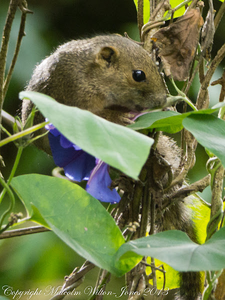 Slender Squirrel | Project Noah