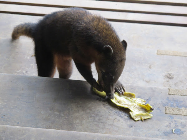South American Coati | Project Noah