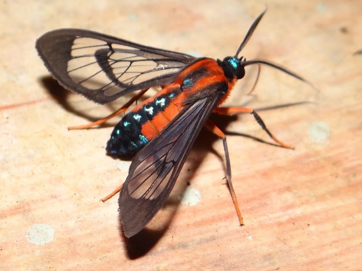 Vermillion Mimic Wasp Moth | Project Noah