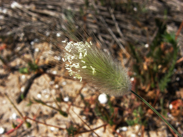 Cola de liebre | Project Noah