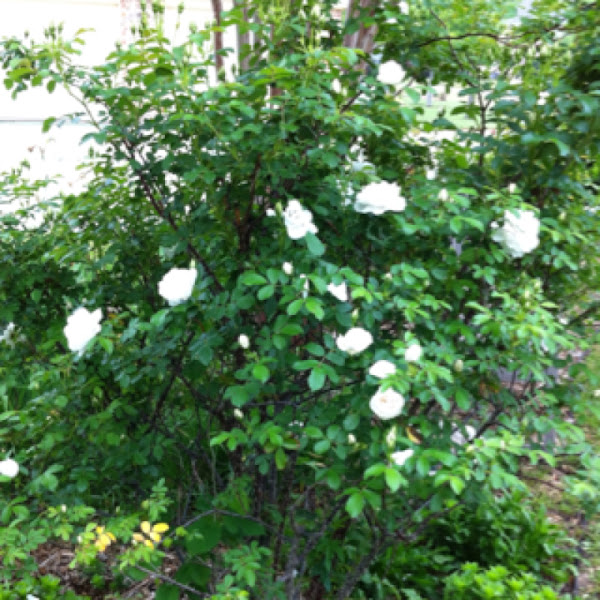 Sir Thomas Lipton Rose | Project Noah